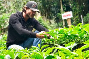 Finca Deborah - Boutique Geisha Coffee from Panama